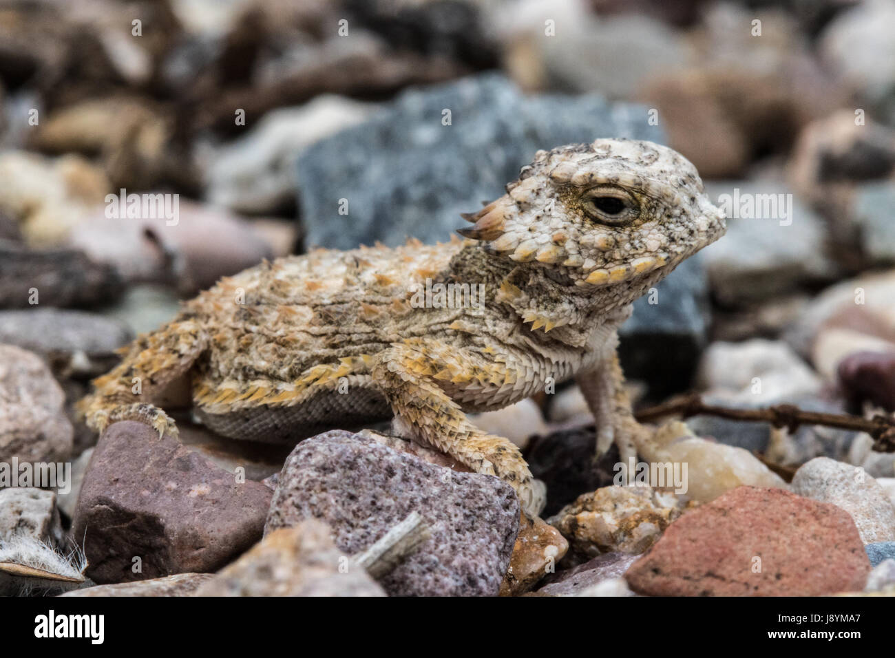 Horned toad hi-res stock photography and images - Alamy