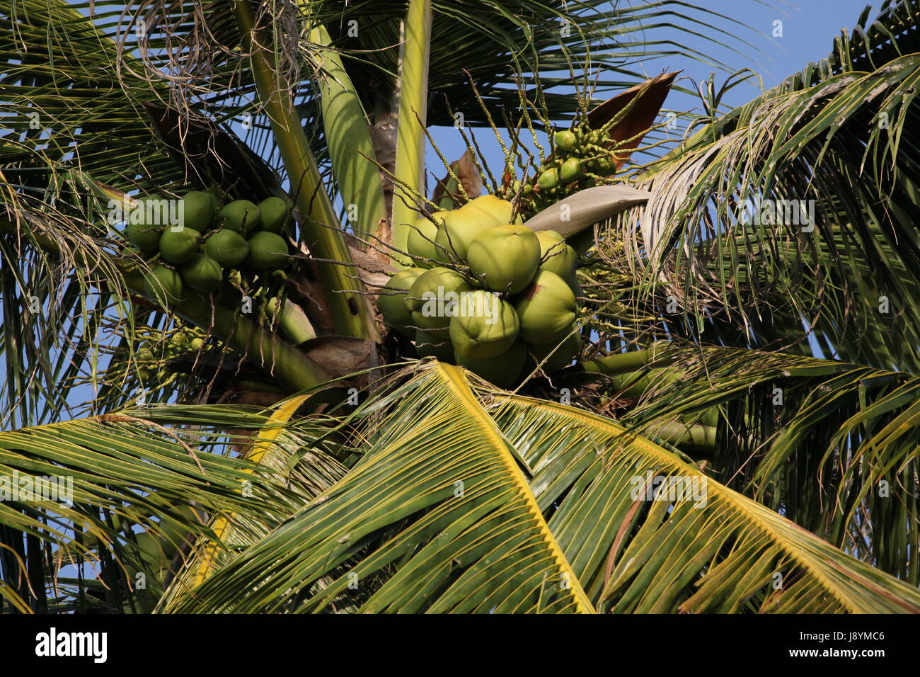 drink, palm tree, raw material, tropical, coco, coconut, food, aliment ...