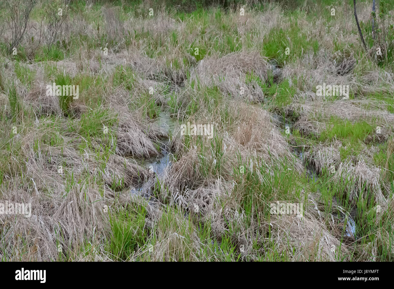 Wetland background hi-res stock photography and images - Alamy