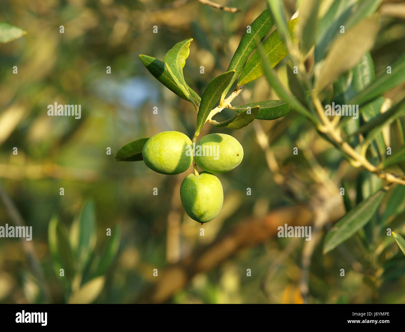 object, leaves, olive, limb, nobody, oil, foliage, nature, natural ...