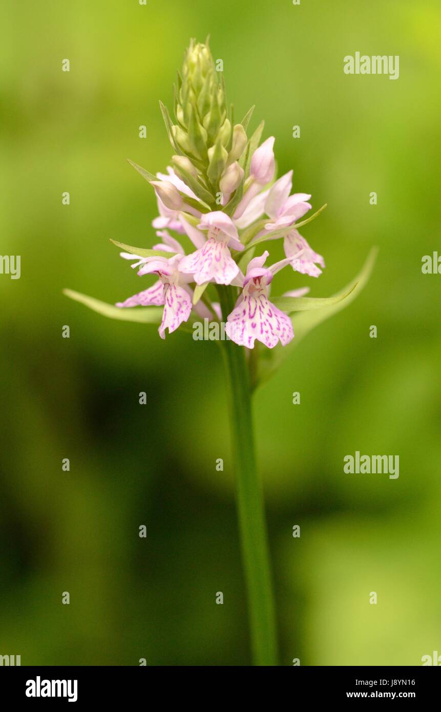 The Spotted Orchid in flower Stock Photo - Alamy