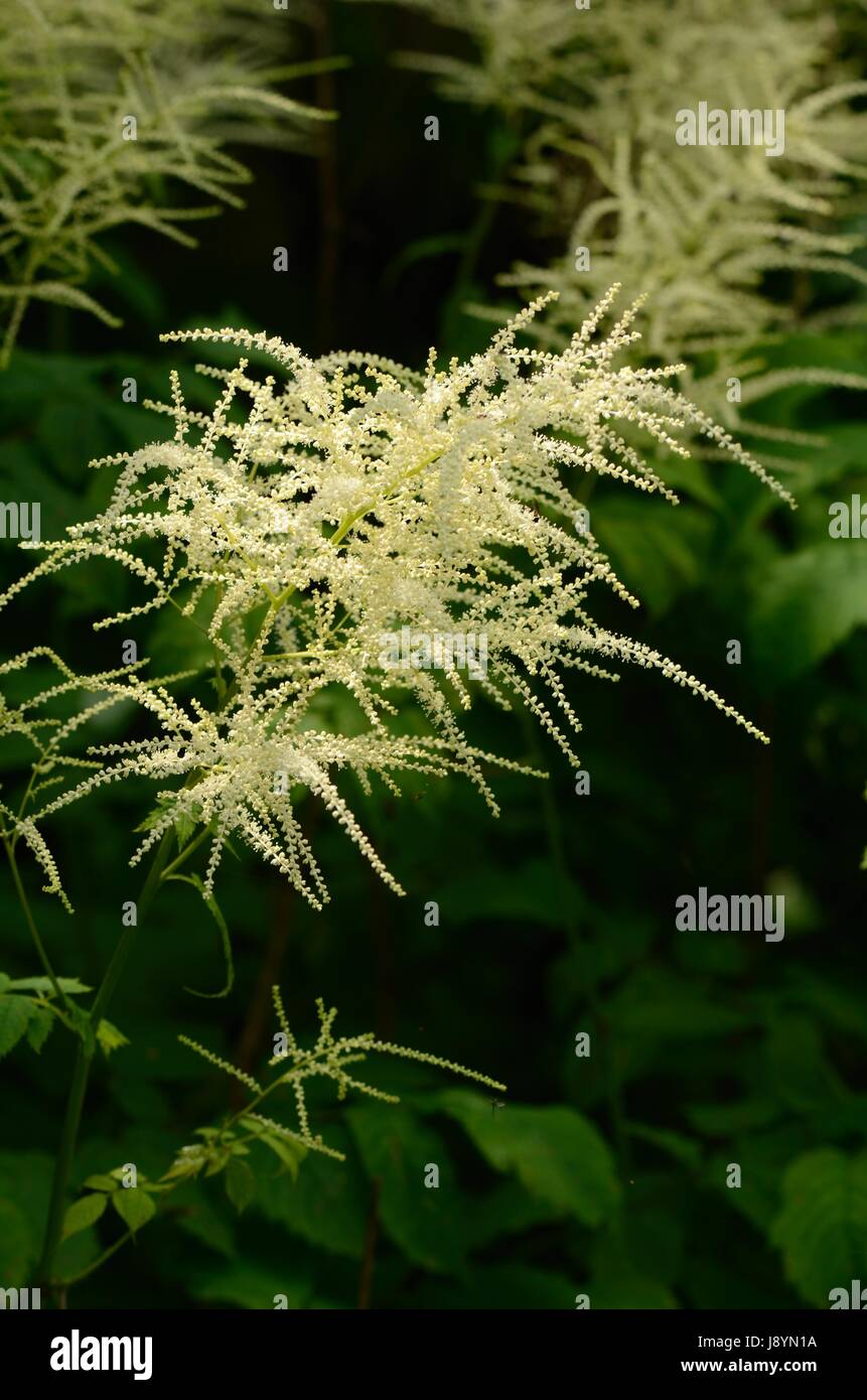 Aruncus dioicus walt hi-res stock photography and images - Alamy