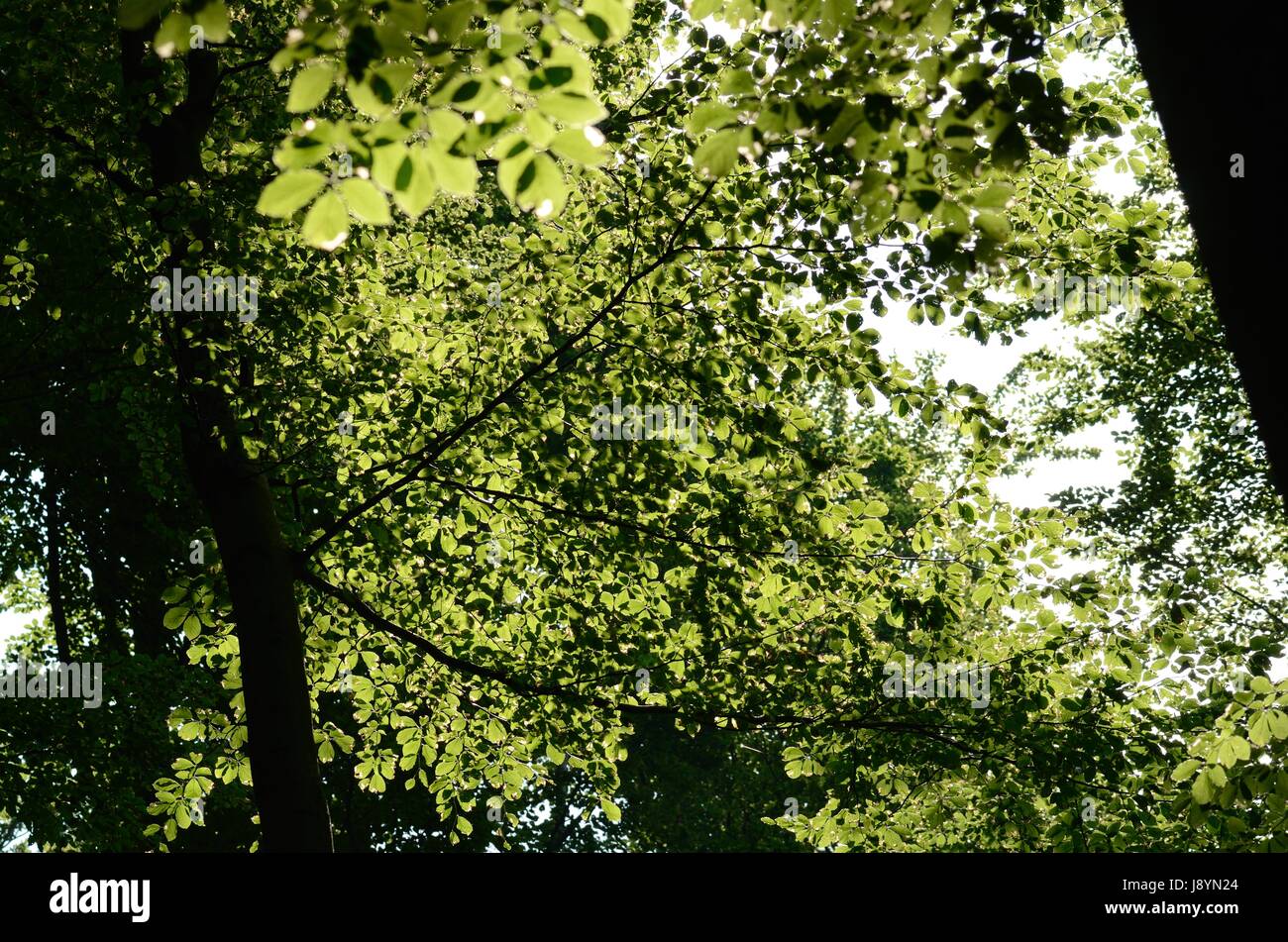 European deciduous forest in the summer Stock Photo - Alamy