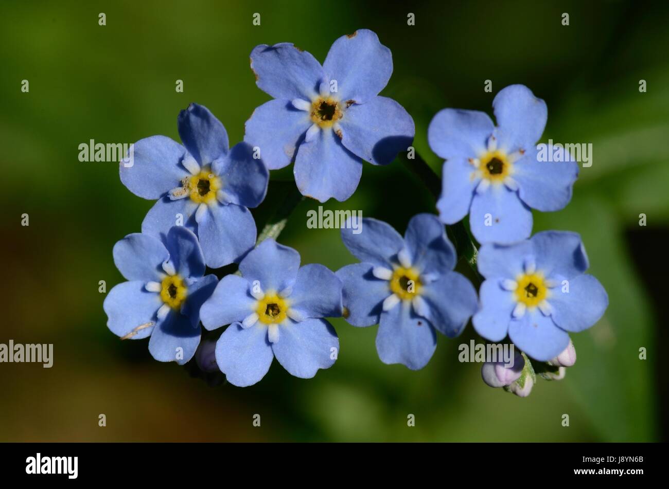 Flowers of the Forget-Me-Nots (Myosotis Stock Photo - Alamy