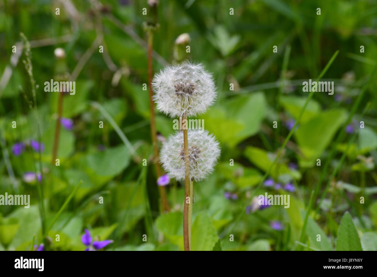 Fuzzy flower hi-res stock photography and images - Alamy