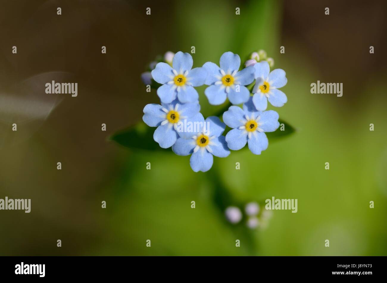 Flowers of the Forget-Me-Nots (Myosotis Stock Photo - Alamy