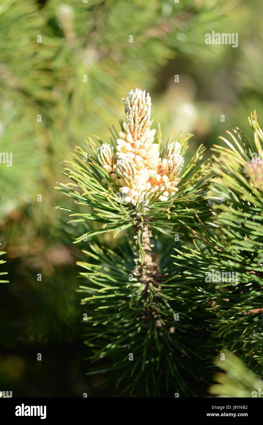 Creeping pine hi-res stock photography and images - Alamy