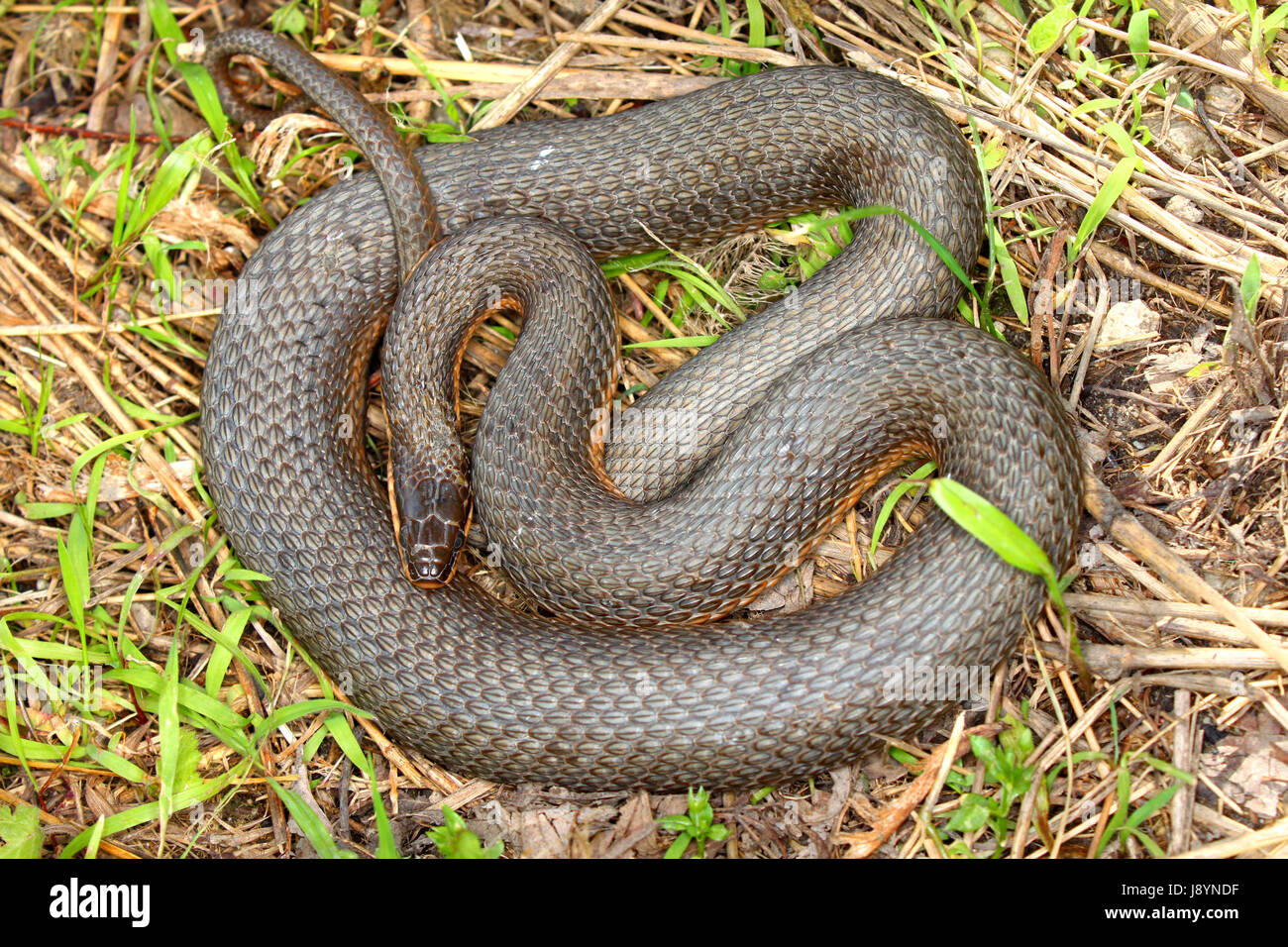 Serpent queen hi-res stock photography and images - Alamy