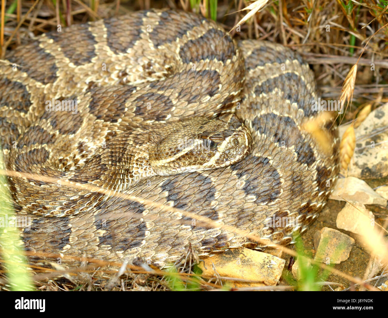 Prairie rattlesnake venomous species hi-res stock photography and ...