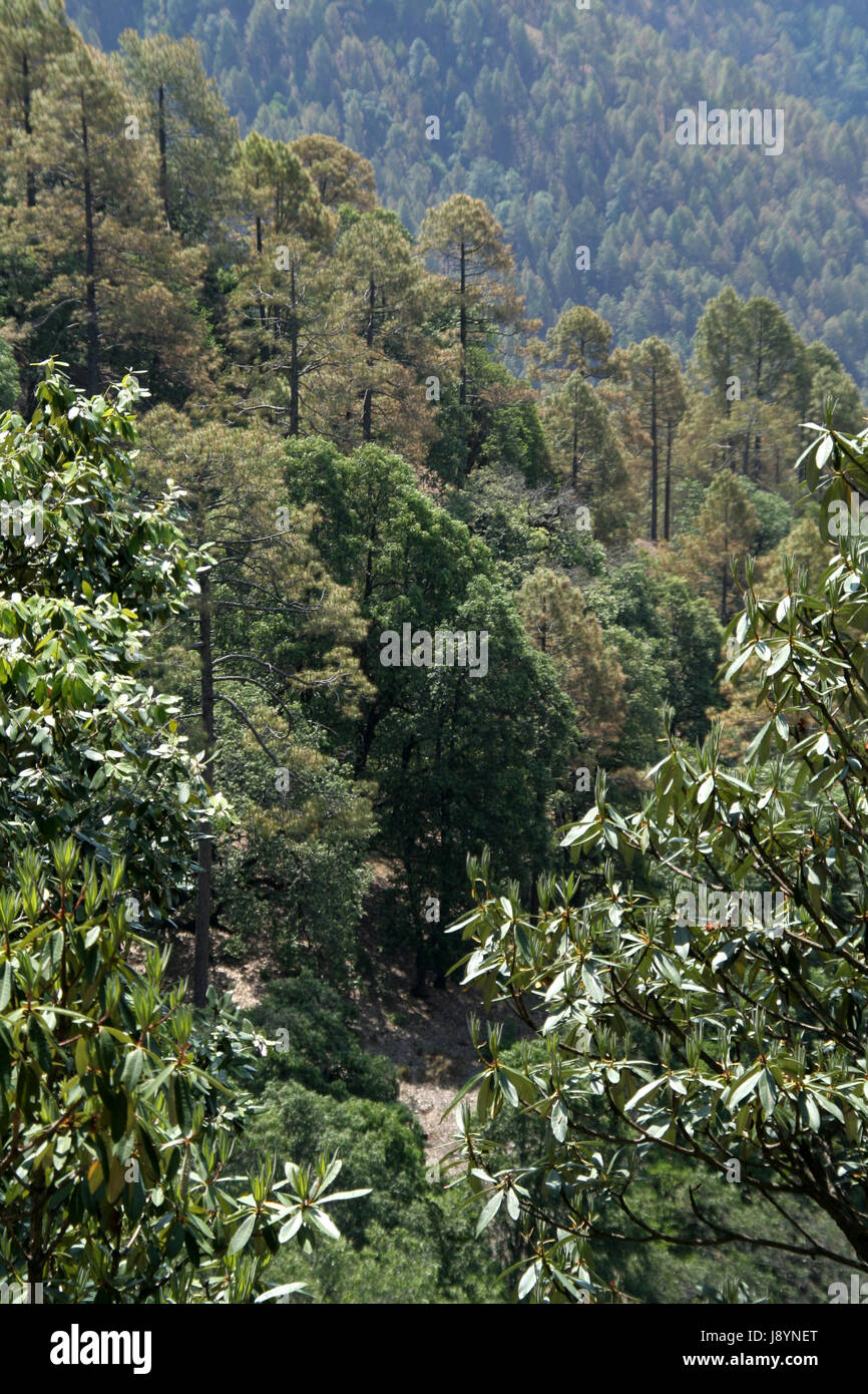 environment, enviroment, tree, trees, look, glancing, see, view ...