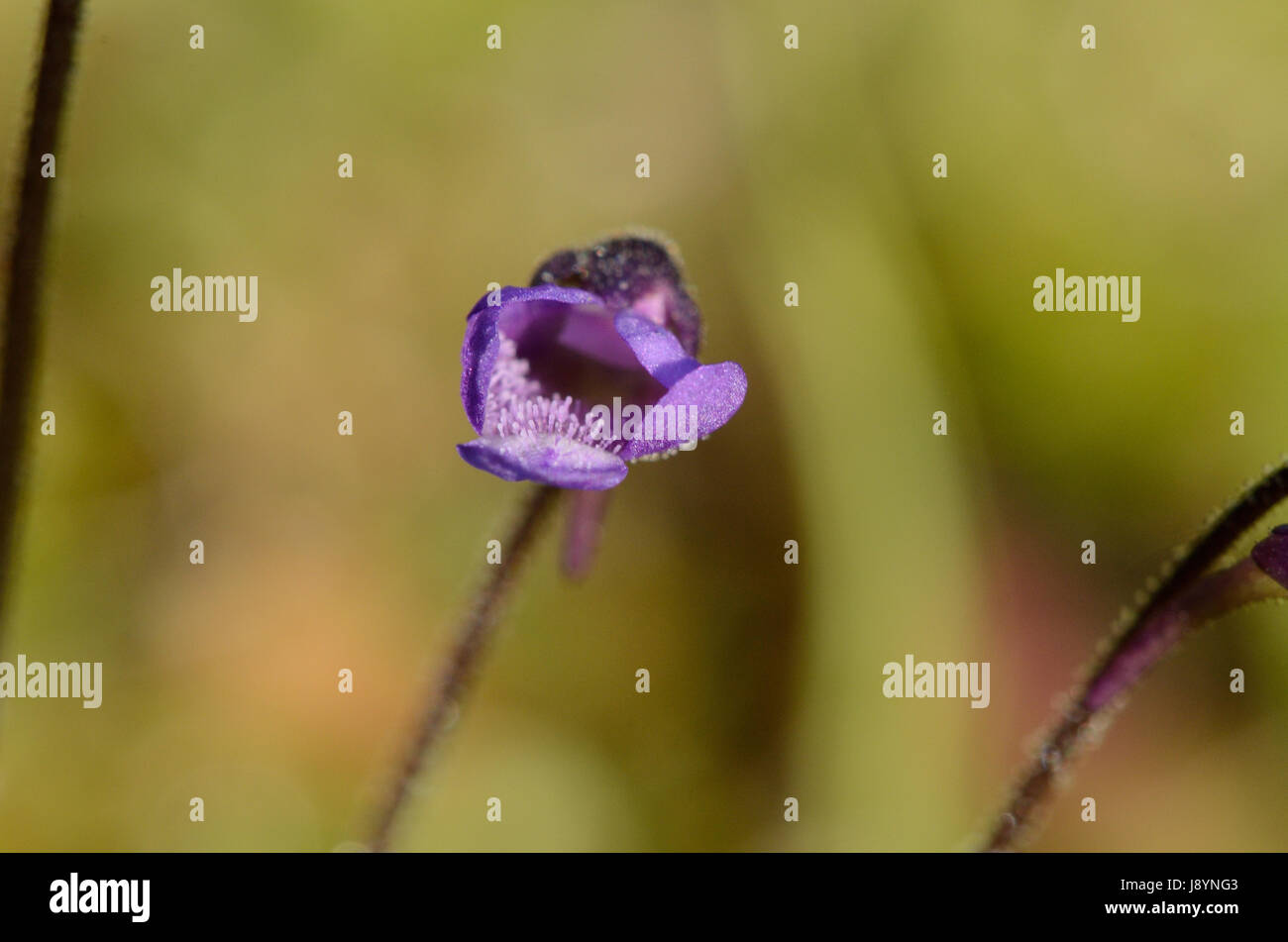 Insectivorous herb hi-res stock photography and images - Alamy