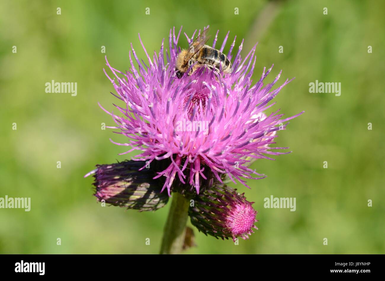 A bee foraging on a flower Stock Photo - Alamy