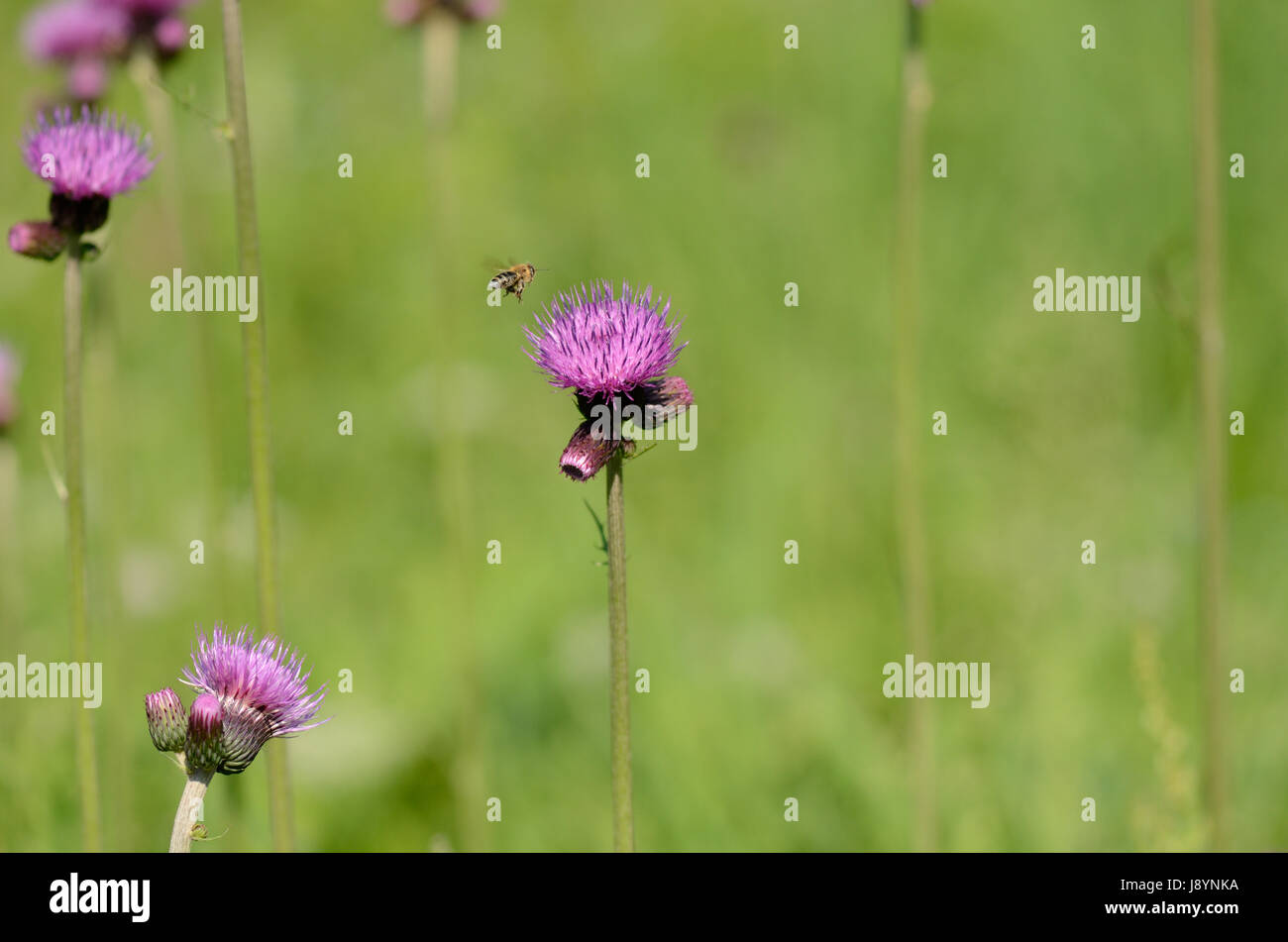 A bee flying near a flower Stock Photo - Alamy