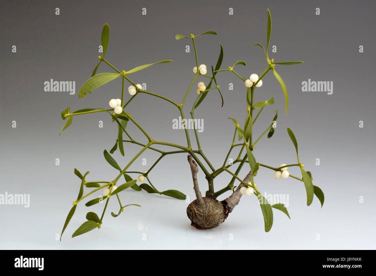 mistletoe, wish, plant, leaf, health, isolated, tree, new, branch ...
