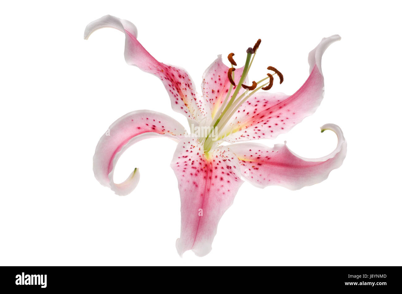 Single lily flower hi-res stock photography and images - Alamy