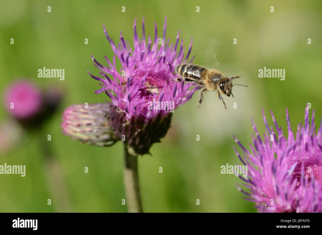 A bee jumping from one flower to another Stock Photo - Alamy