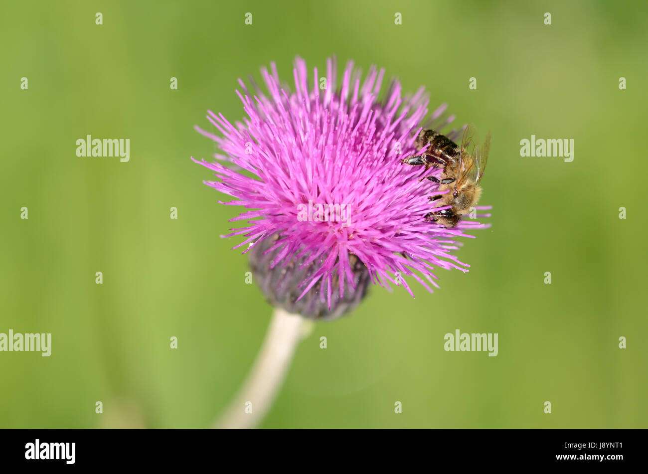 Bee forage hi-res stock photography and images - Alamy