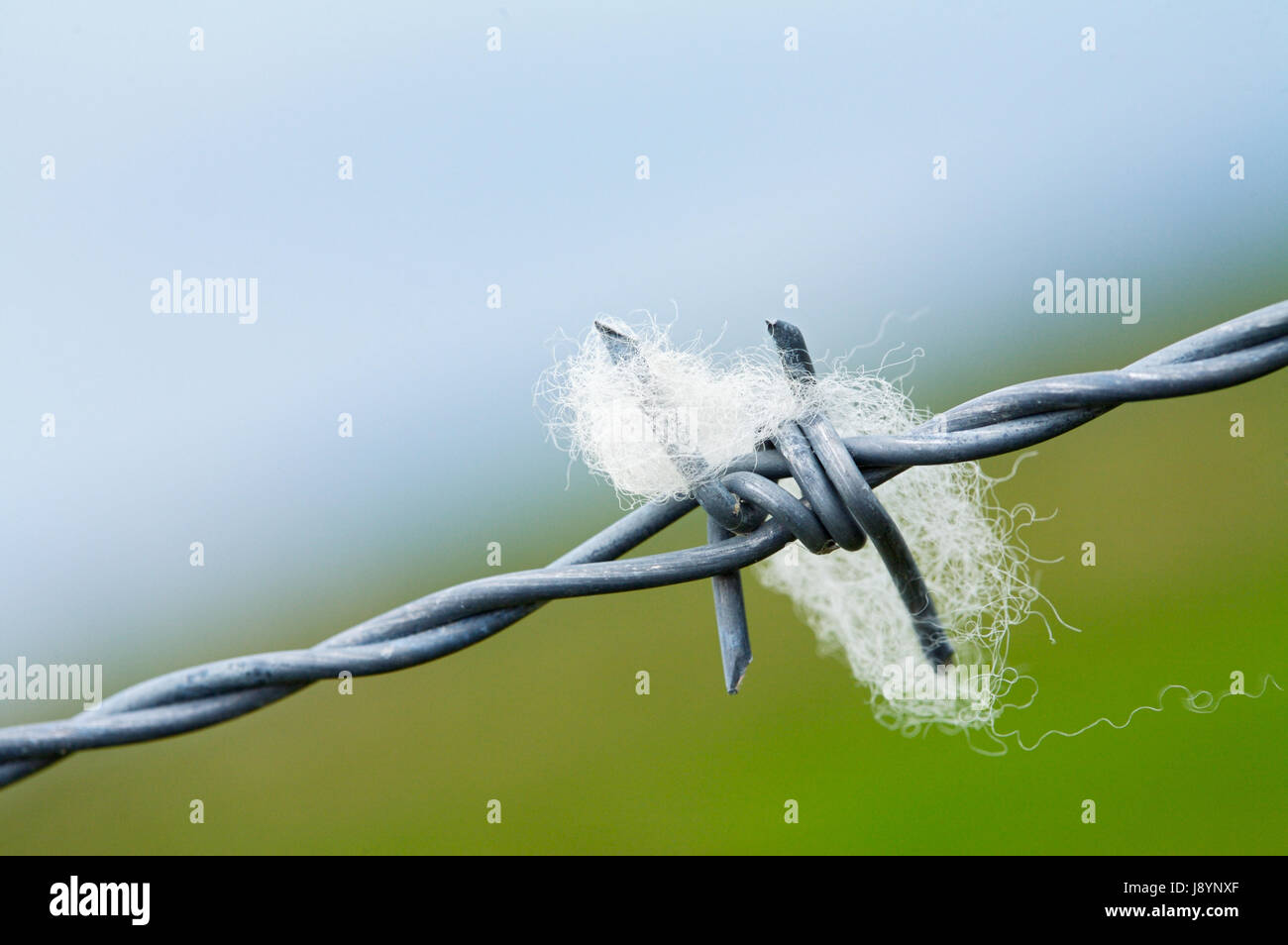 model, design, project, concept, plan, draft, field, freedom, liberty ...