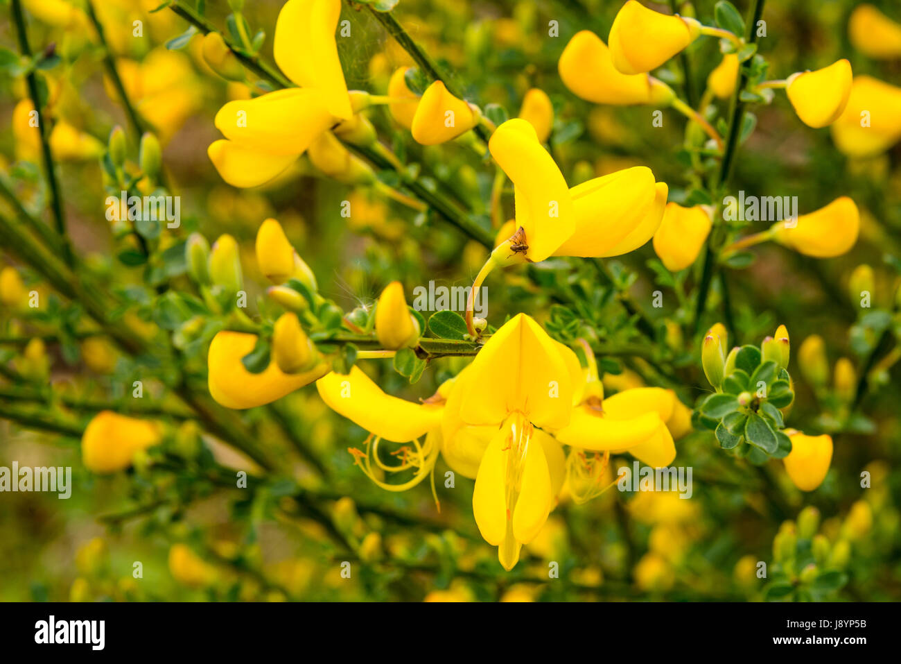 Common broom tree cytisus scoparius hi-res stock photography and images ...