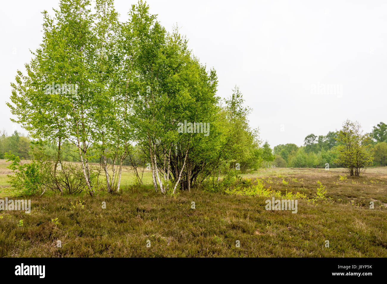 view of a landscape of heather moor Stock Photo - Alamy