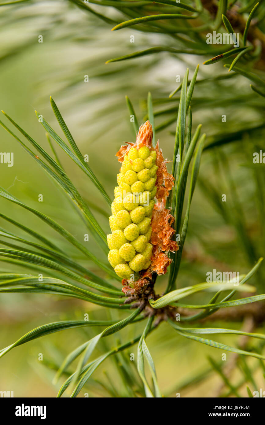 closeup view at sprout of a scotch pine Stock Photo - Alamy