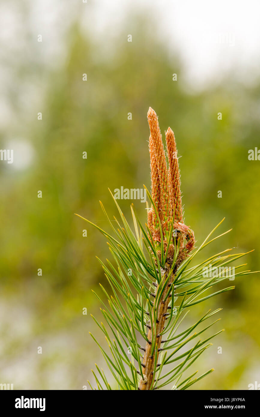 Scotch pine species hi-res stock photography and images - Alamy