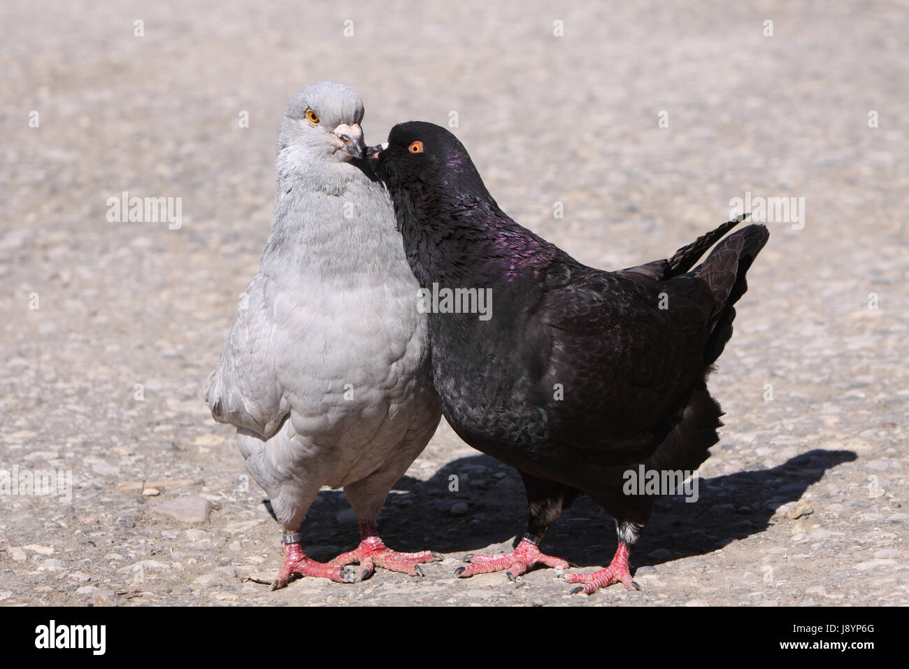 Modena pigeons hi-res stock photography and images - Alamy