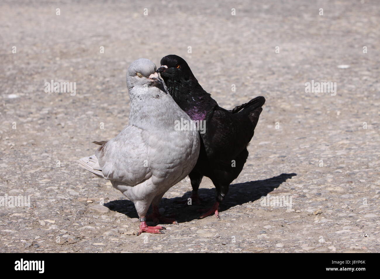 Modena pigeons hi-res stock photography and images - Alamy