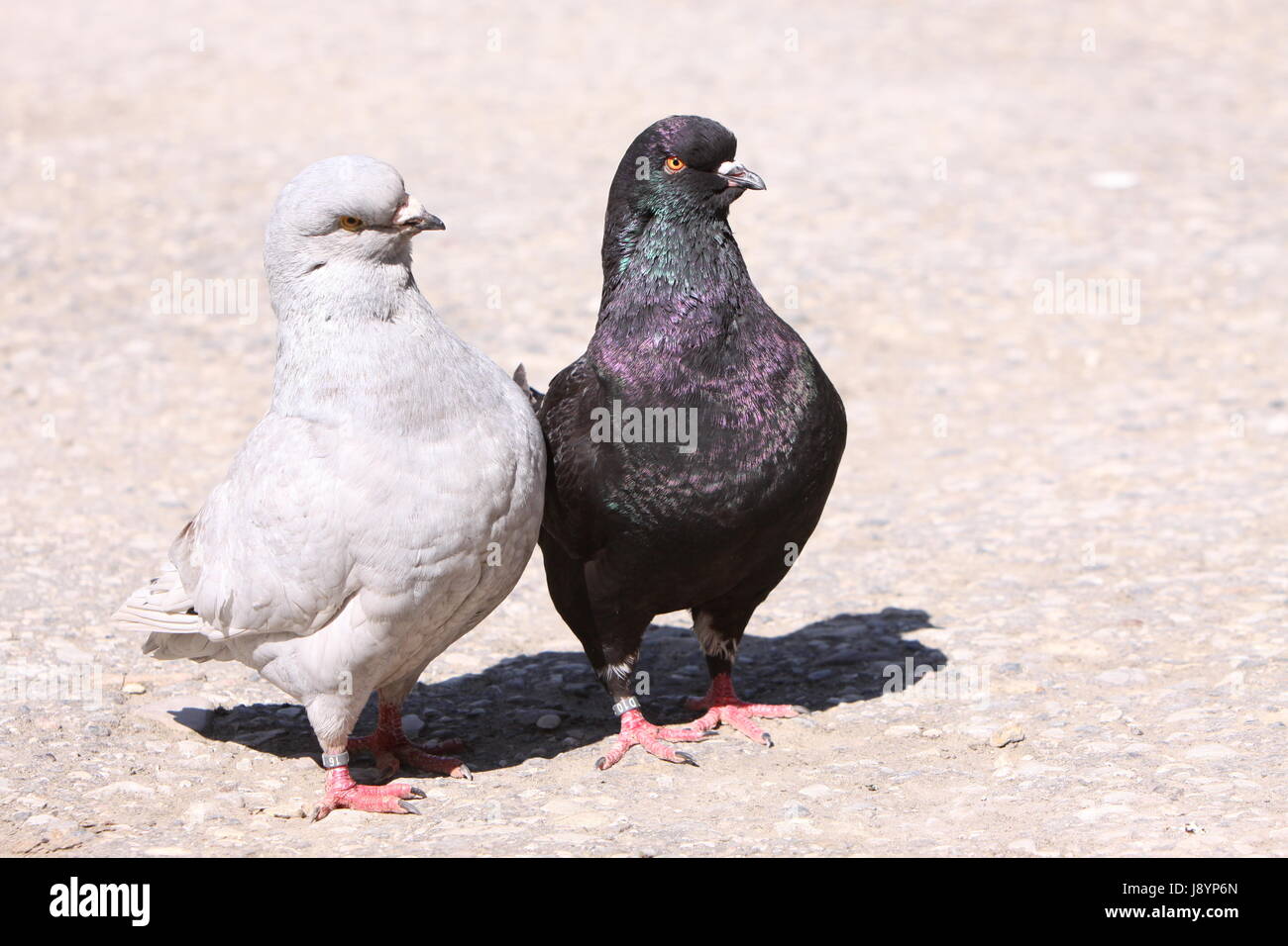 Modena pigeons hi-res stock photography and images - Alamy