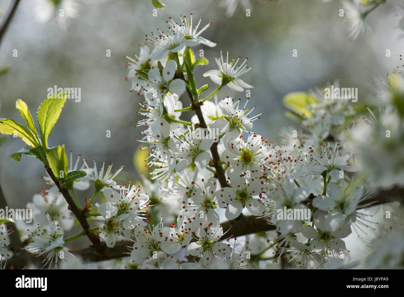 Blackthorn or sloe, Prunus spinosa, blossom with white profuse flowers ...