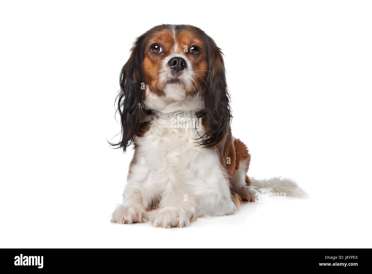 animal, pet, animal, pet, mammal, dog, studio, front view, breed, homey ...