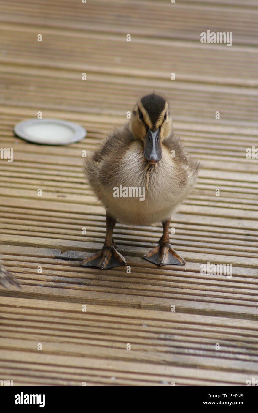 bird, duck, mallard, duckling, water, bird, wild, stream, baby, duck ...