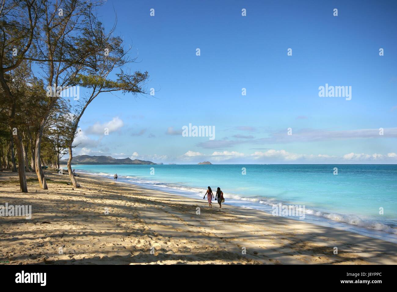 tree, trees, beach, seaside, the beach, seashore, pacific, salt water ...