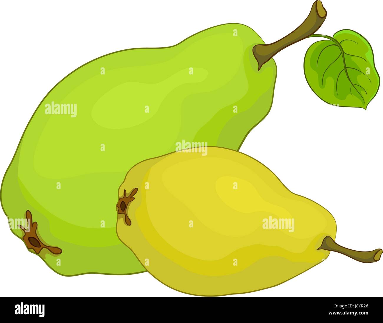 Two autumn green leaves Stock Vector Images - Alamy