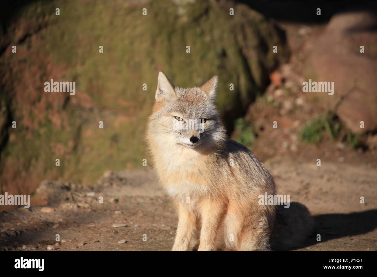 steppe fox in close Stock Photo - Alamy