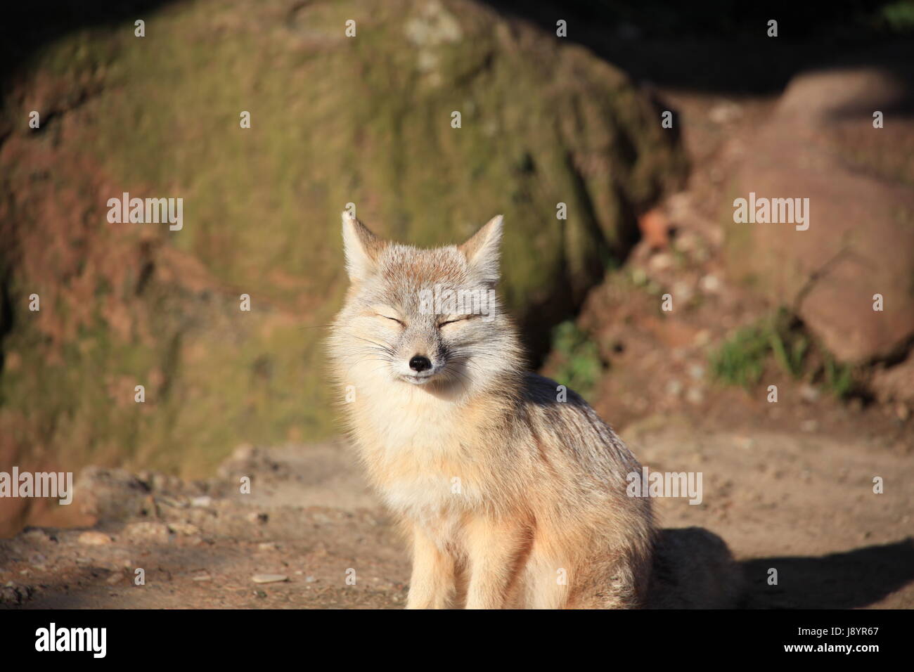 steppe fox in closeup Stock Photo - Alamy