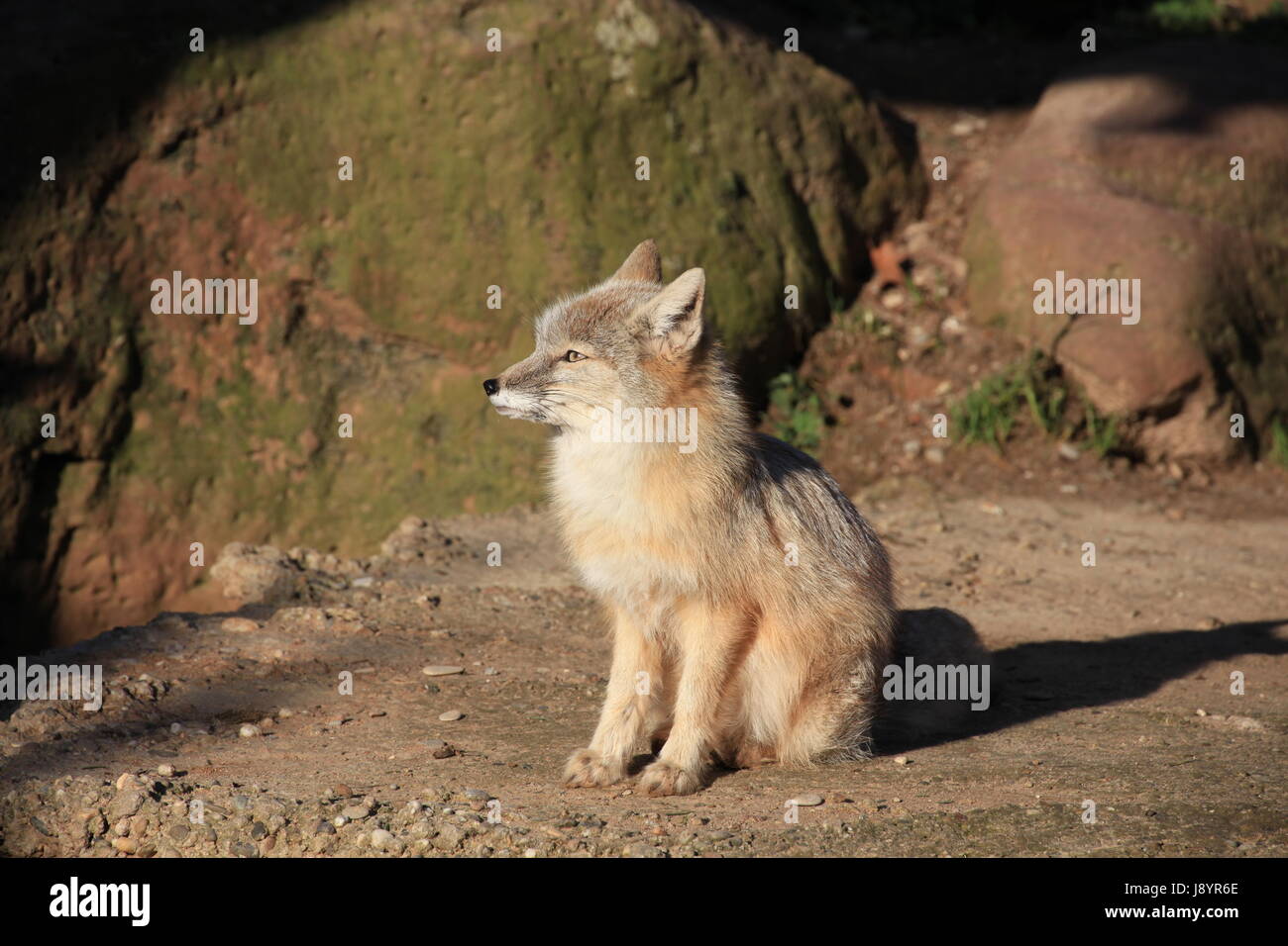 macro, close-up, macro admission, close up view, steppe, fox, head ...