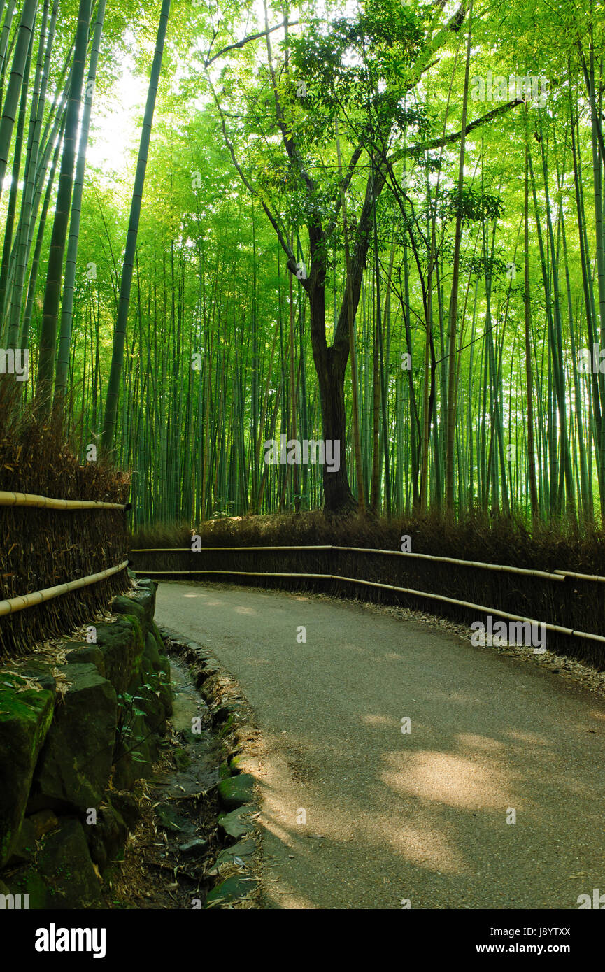 bamboo, japanese, japan, path, way, forest, religious, temple ...