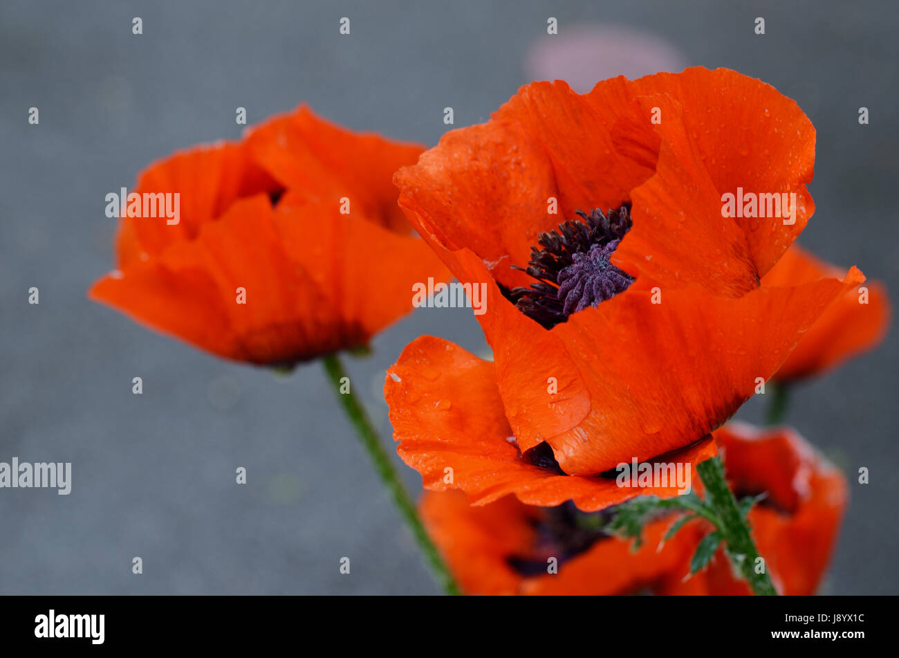 Beautiful red poppy, symbol of commemorate military personnel who have ...