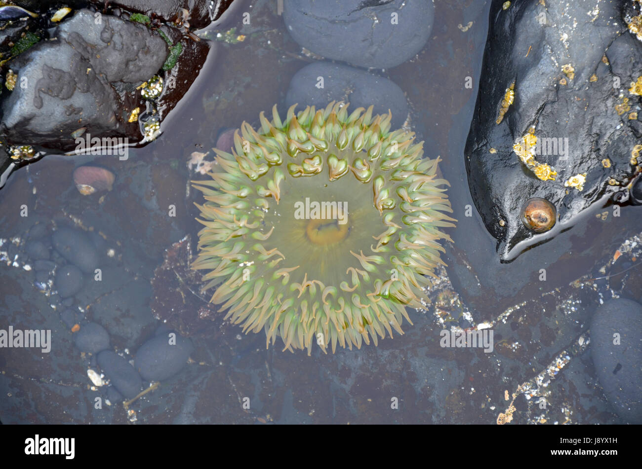 Green anemone in ocean tidal pool on beach Stock Photo - Alamy