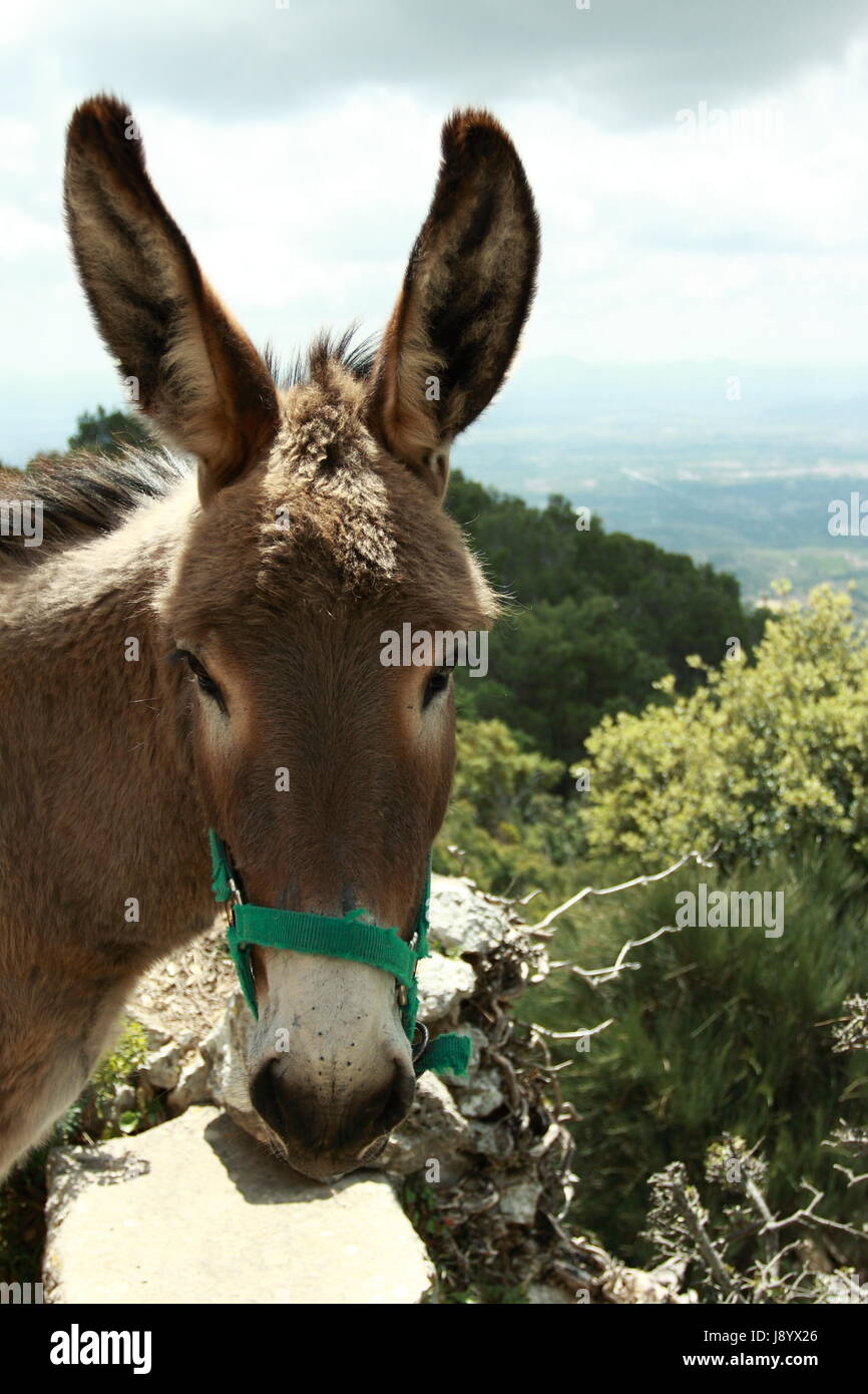 Bergwanderung mit esel hi-res stock photography and images - Alamy