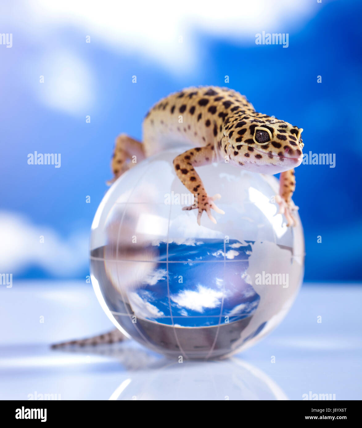 animal, pet, reptile, lizard, creature, gecko, cat, big cat, feline ...