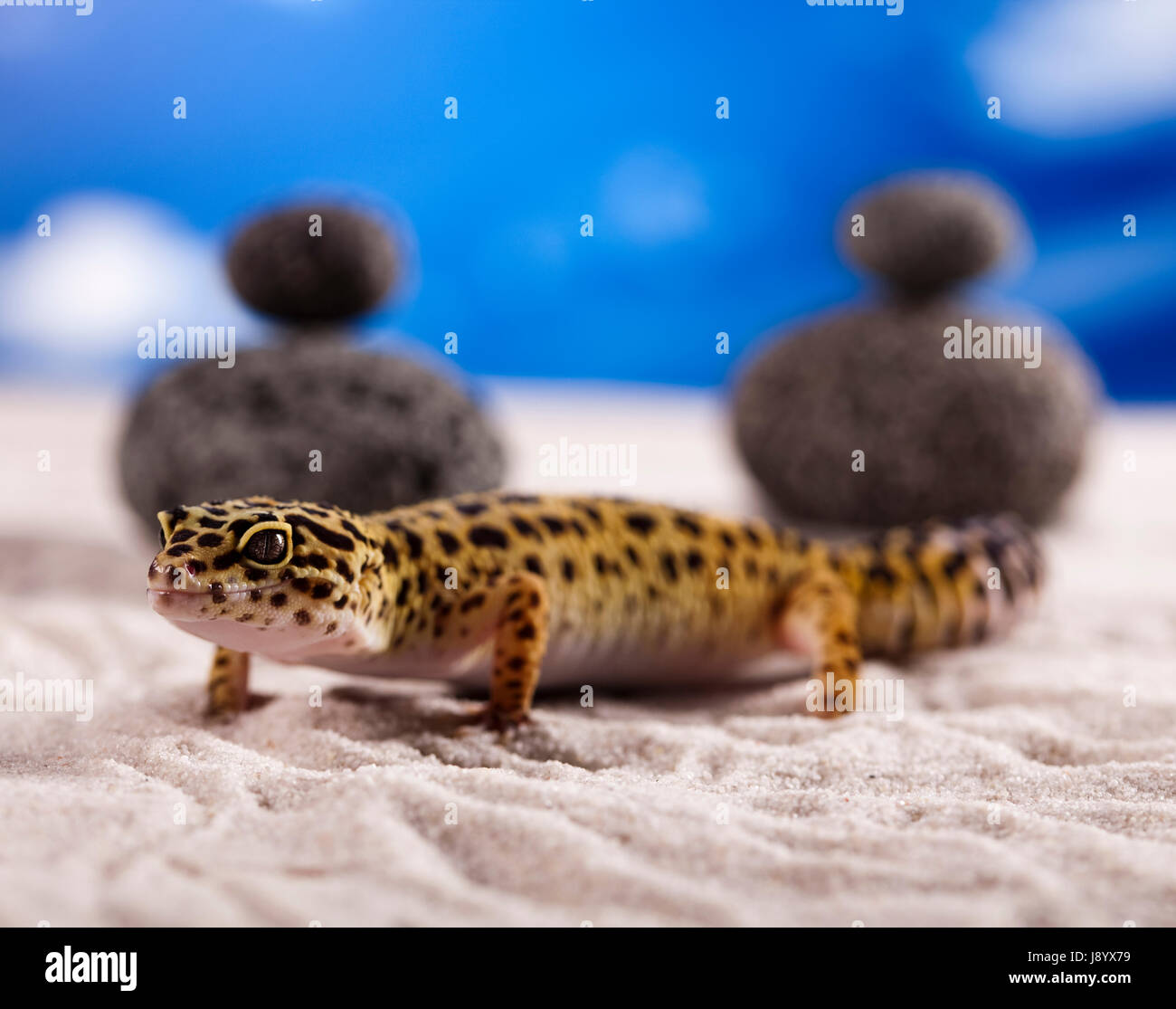 animal, pet, reptile, lizard, creature, gecko, cat, big cat, feline ...