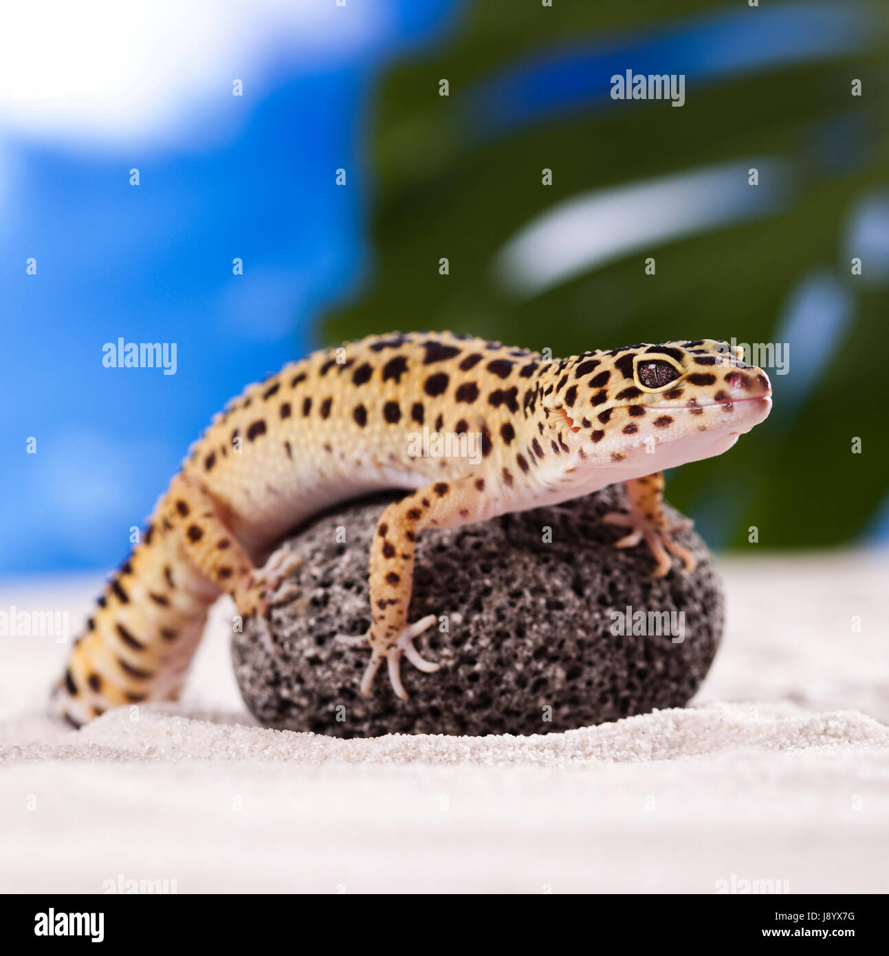 animal, pet, reptile, lizard, creature, gecko, cat, big cat, feline ...