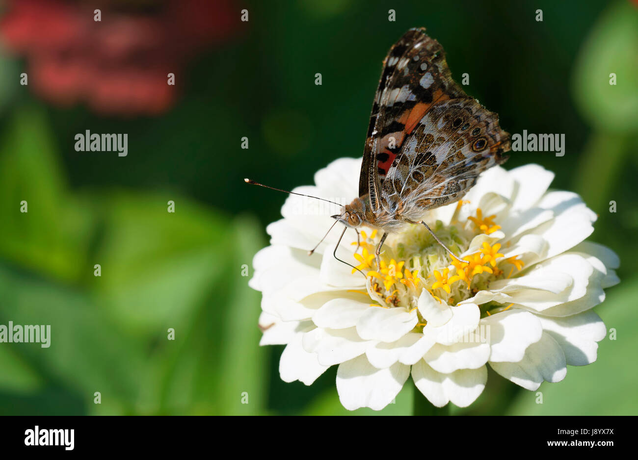 bloom, blossom, flourish, flourishing, butterfly, moth, flower, plant ...