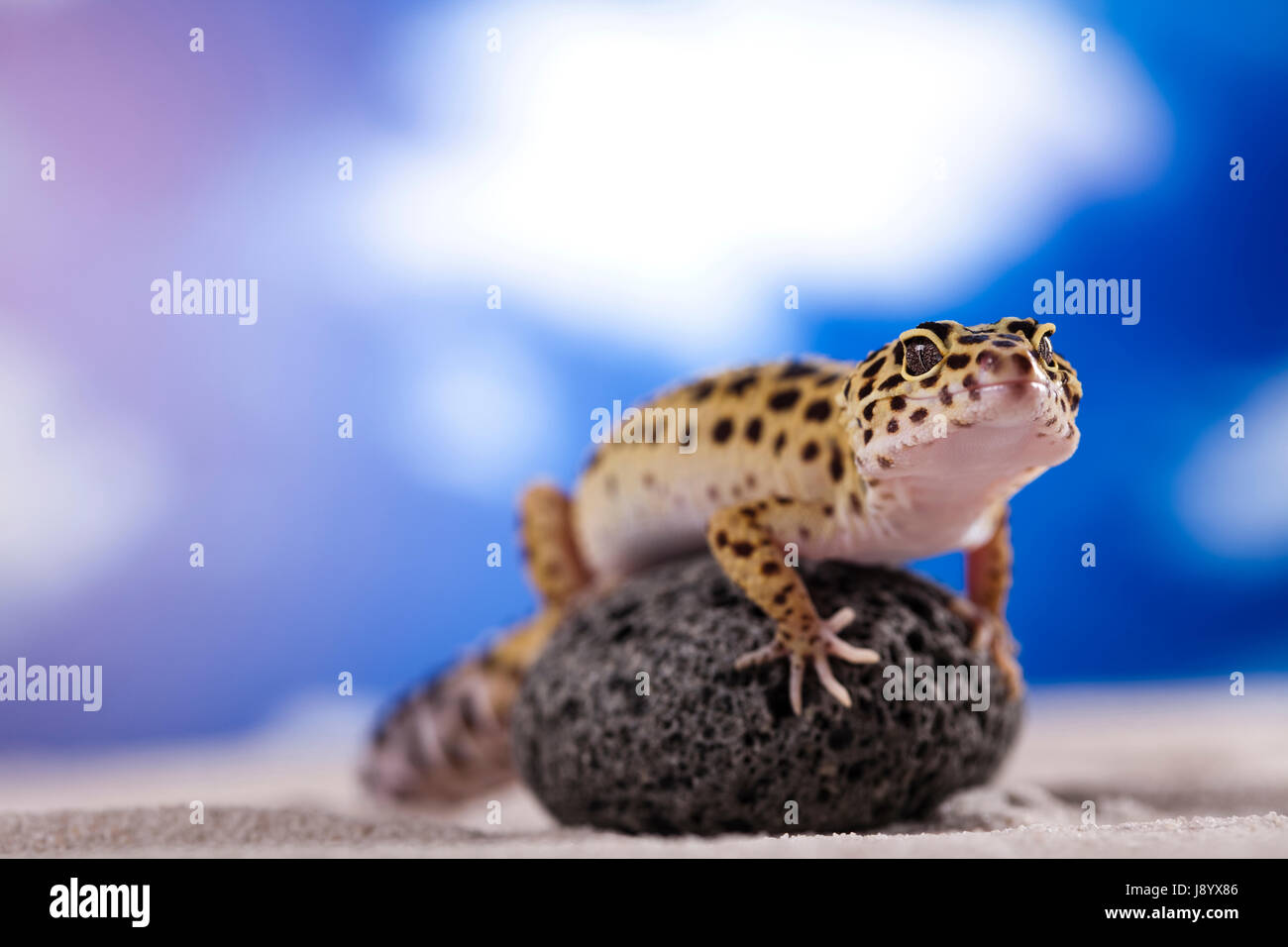 animal, pet, reptile, lizard, creature, gecko, cat, big cat, feline ...