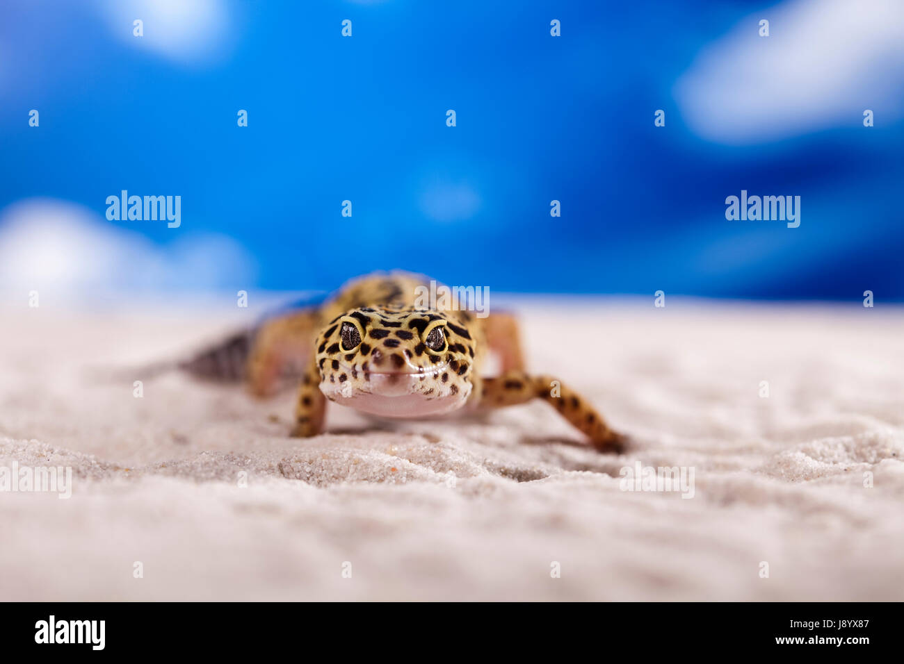 animal, pet, reptile, lizard, creature, gecko, cat, big cat, feline ...