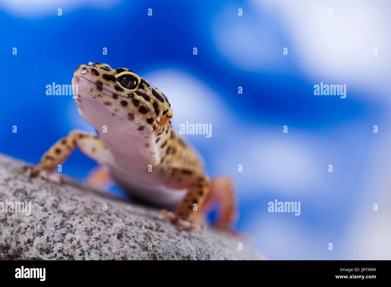 animal, pet, reptile, lizard, creature, gecko, cat, big cat, feline ...