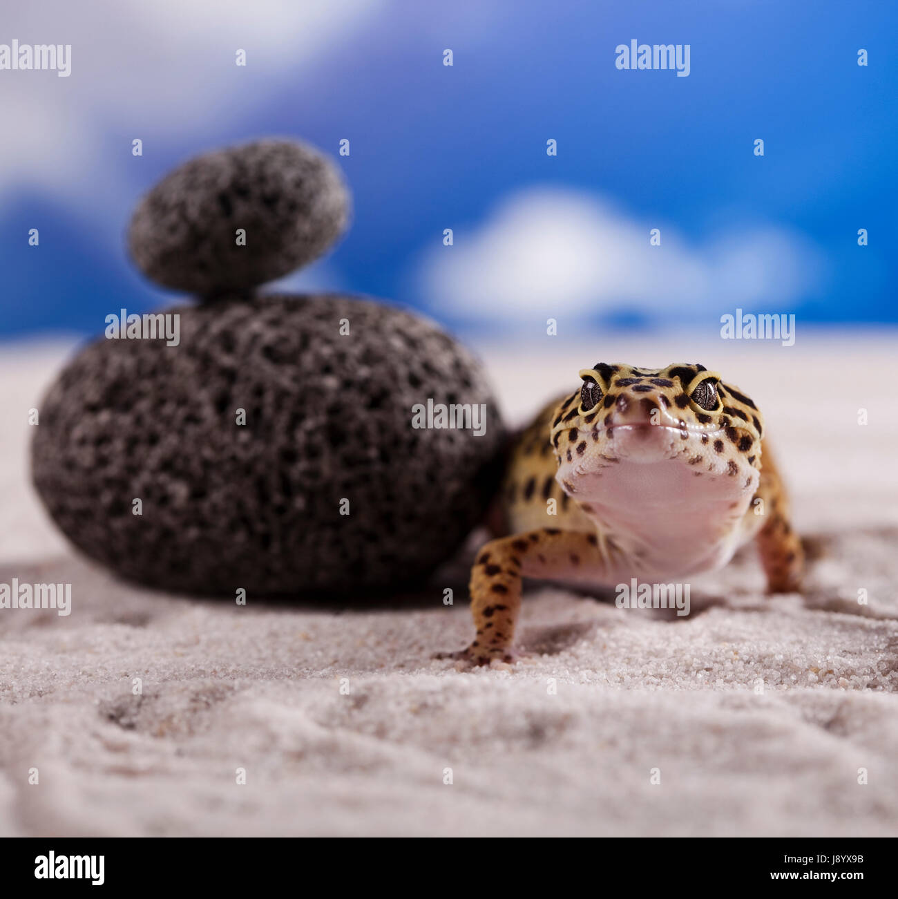 animal, pet, reptile, lizard, creature, gecko, cat, big cat, feline ...