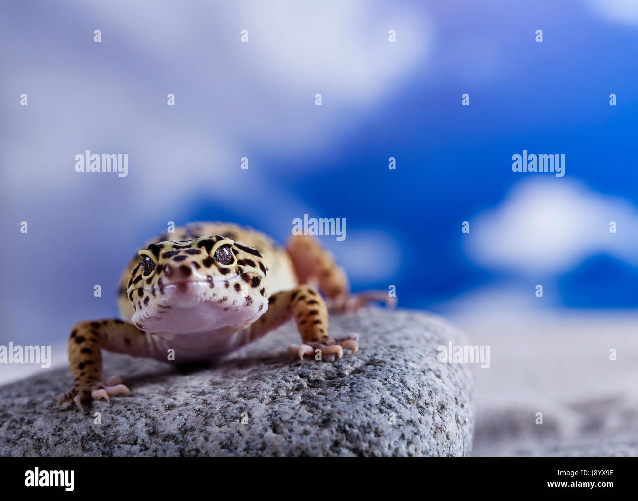 animal, pet, reptile, lizard, creature, gecko, cat, big cat, feline ...